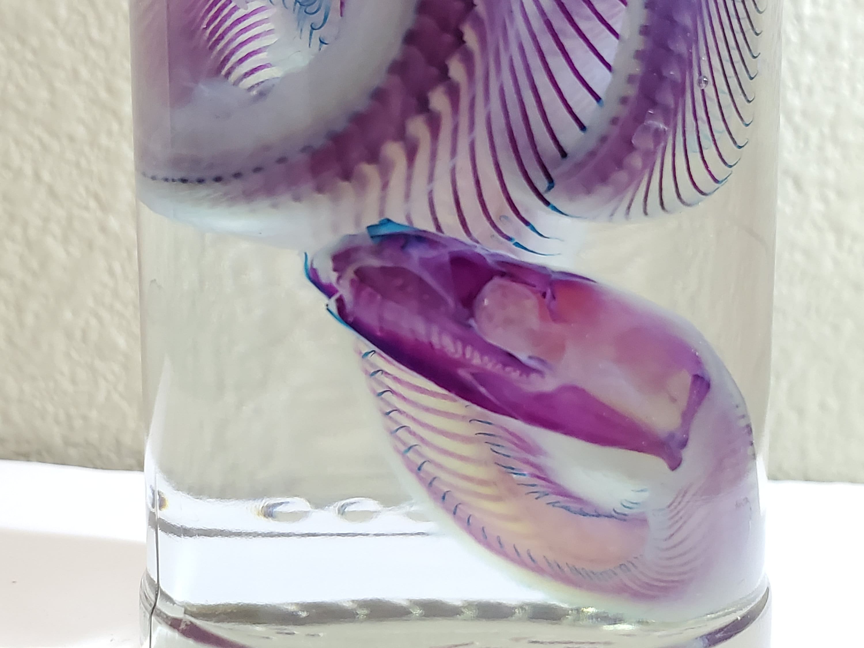 Diaphonized Ball Python Wet Specimen Quality 1 Python | Etsy