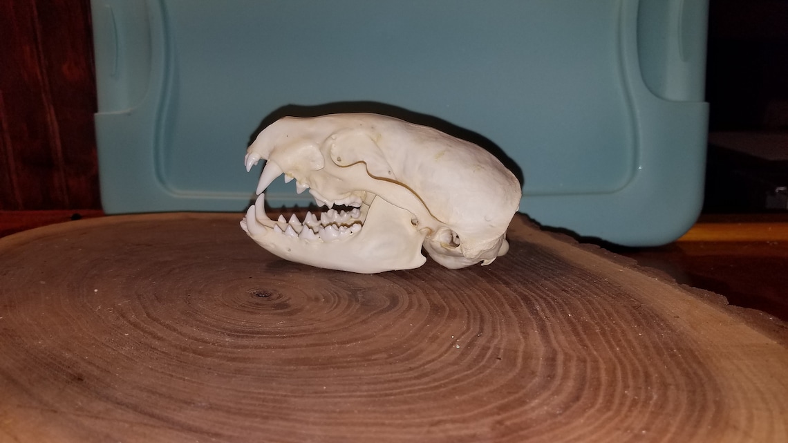 American Badger Skull Quality 1 Taxidea taxus | Etsy
