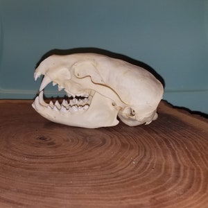 American Badger Skull Quality 1 Taxidea taxus | Etsy