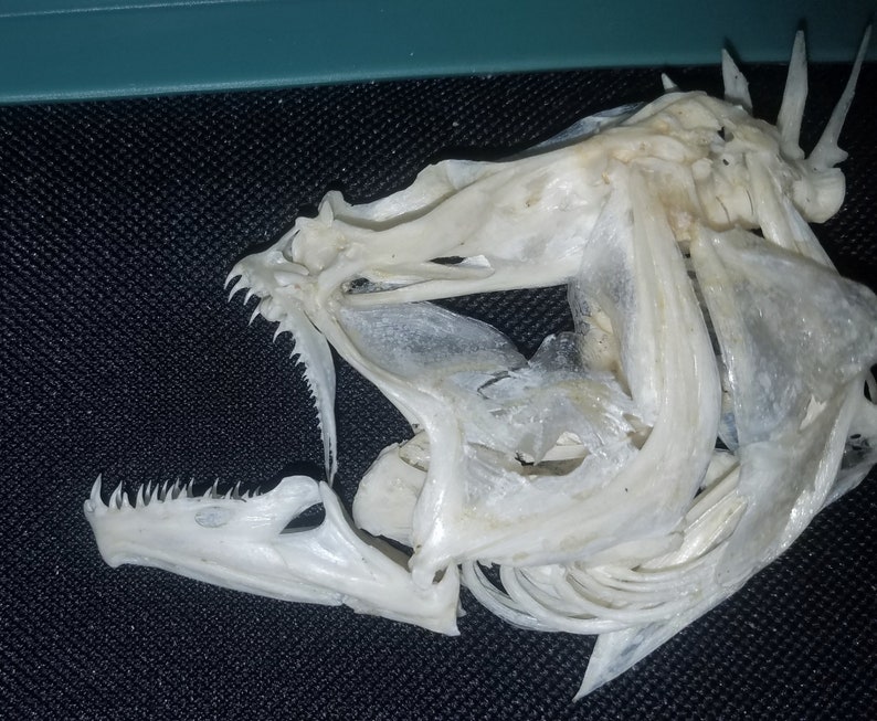 Summer Flounder Fish Skull Quality 1 Paralichthys | Etsy