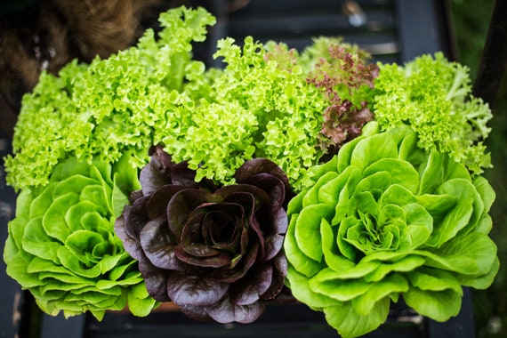 Lettuce Portrait Green Photography Wall Art Kitchen Decor - Etsy