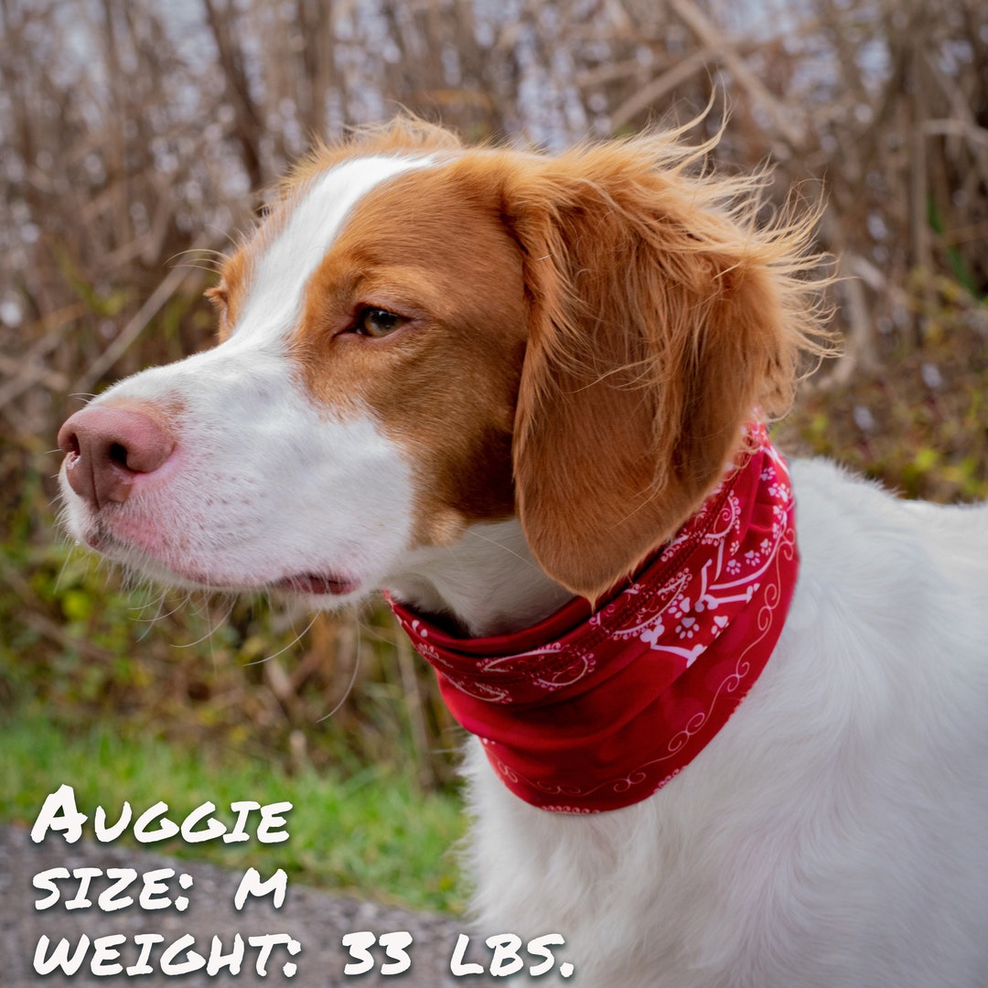 Dog Neck Gaiter, Small and Large Breeds, No Tying Easy Pull on Snood ...