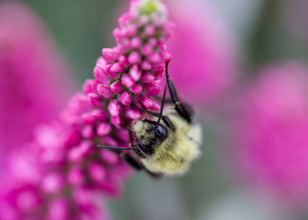 Bumble Bee Photography Wildlife Photo Print - Etsy