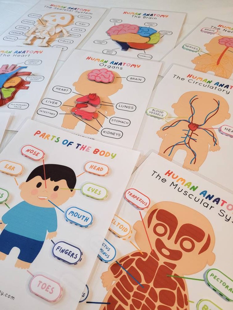 Human Anatomy Busy Book Human Body Game Brain Anatomy | Etsy