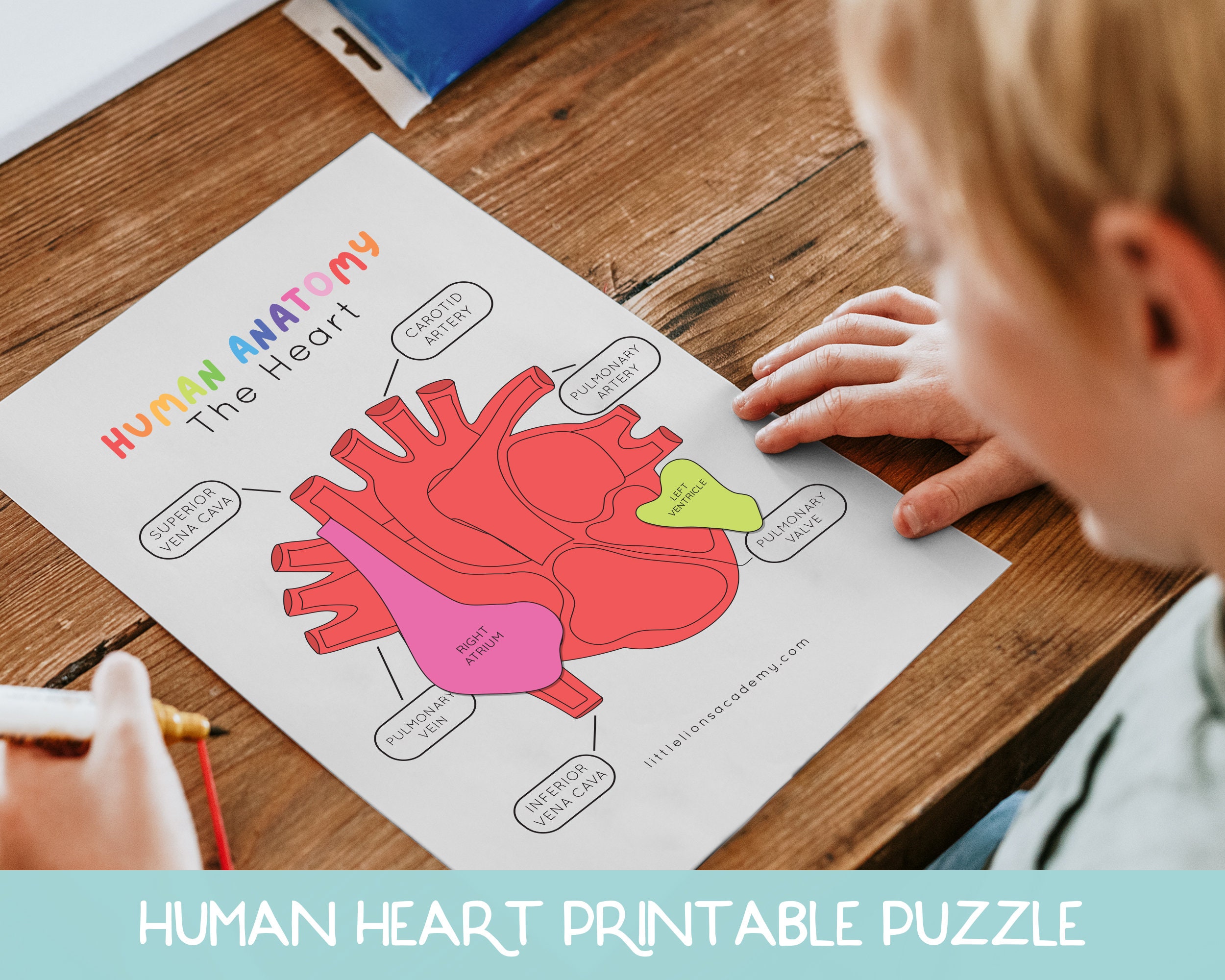Heart Anatomy Puzzle, Heart Anatomy Printable Activity, Human Body Game ...