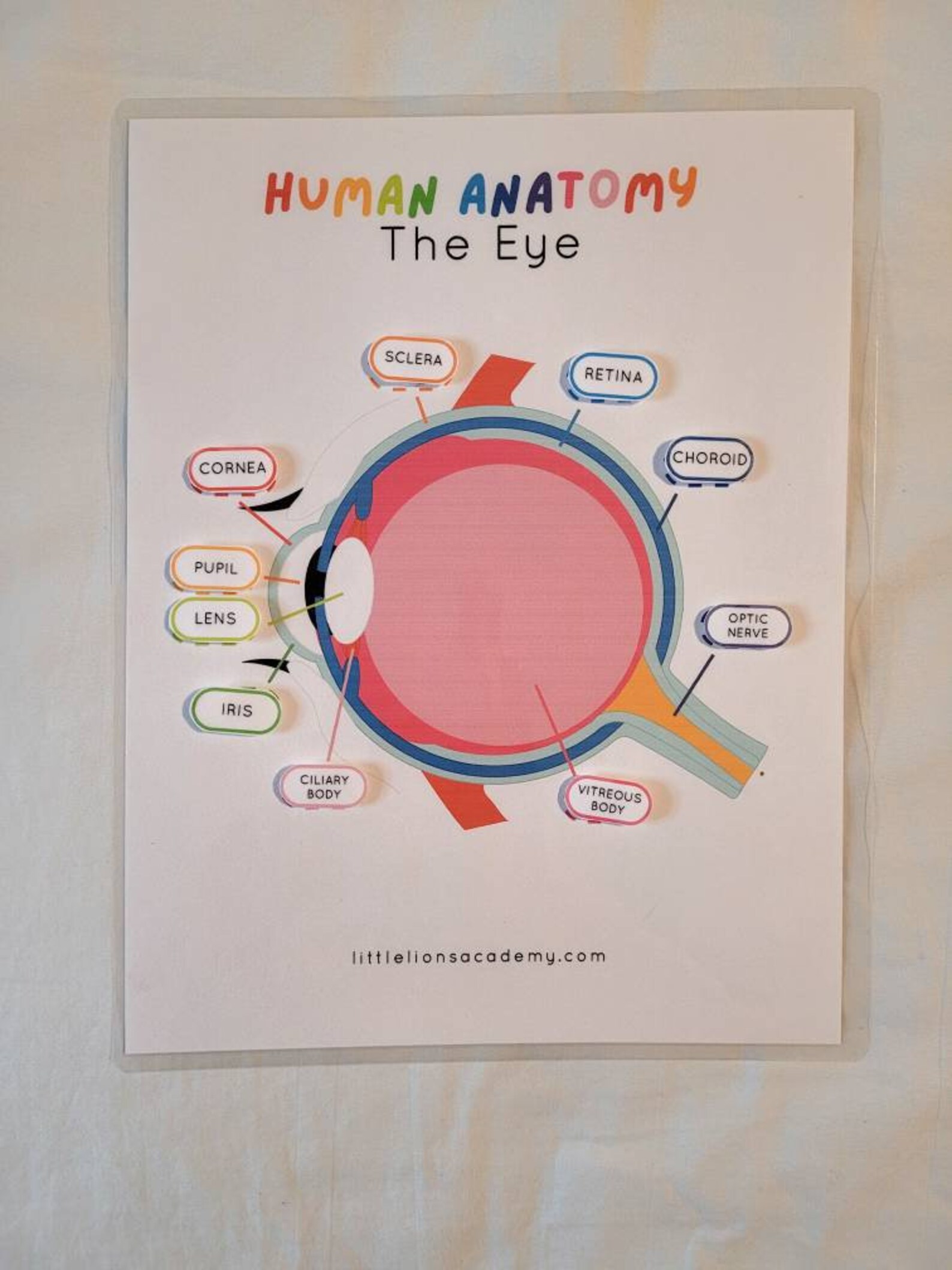 Eye Anatomy Kids Printable, Human Anatomy Activity, Preschool Science ...