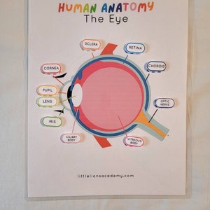 Eye Anatomy Kids Printable, Human Anatomy Activity, Preschool Science ...