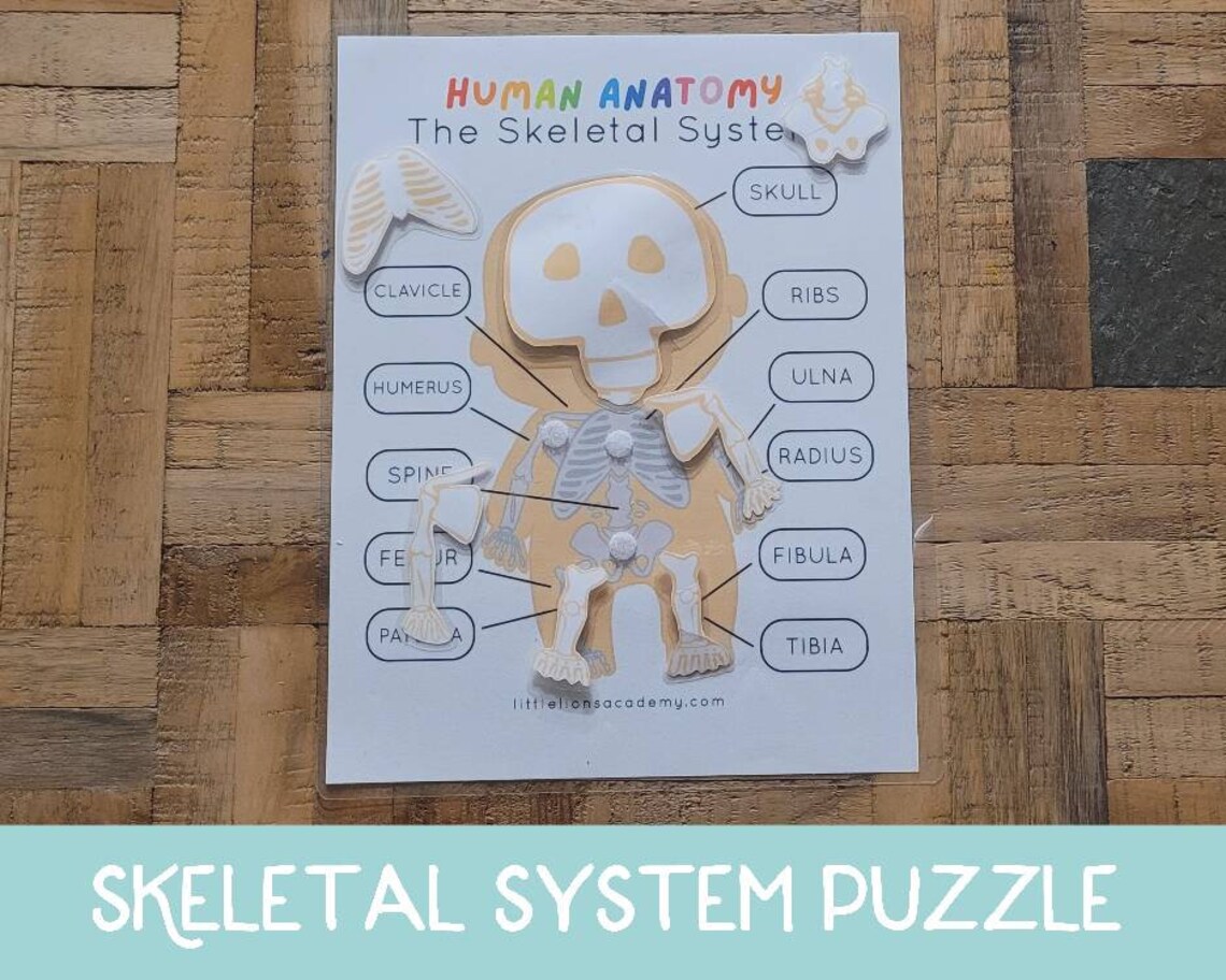 Skeletal System Puzzle, Human Anatomy Activity, Homeschool Curriculum ...