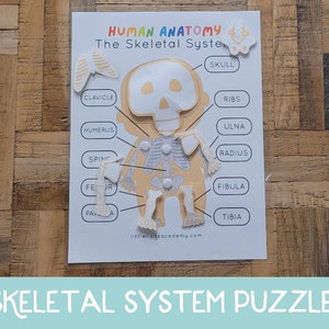 Skeletal System Puzzle, Human Anatomy Activity, Homeschool Curriculum ...