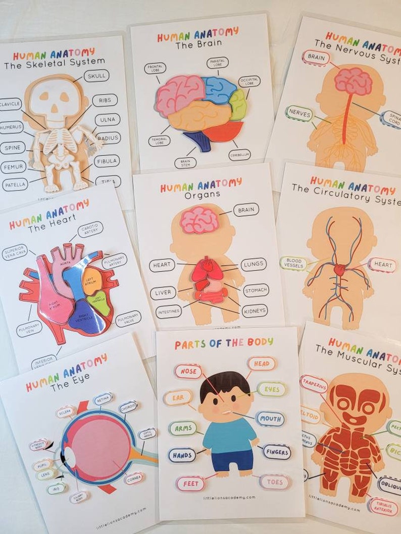 Human Anatomy, Busy Book, Human Body Game, Brain Anatomy, Homeschool ...