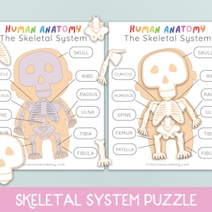Skeletal System Puzzle, Human Anatomy Activity, Homeschool Curriculum ...
