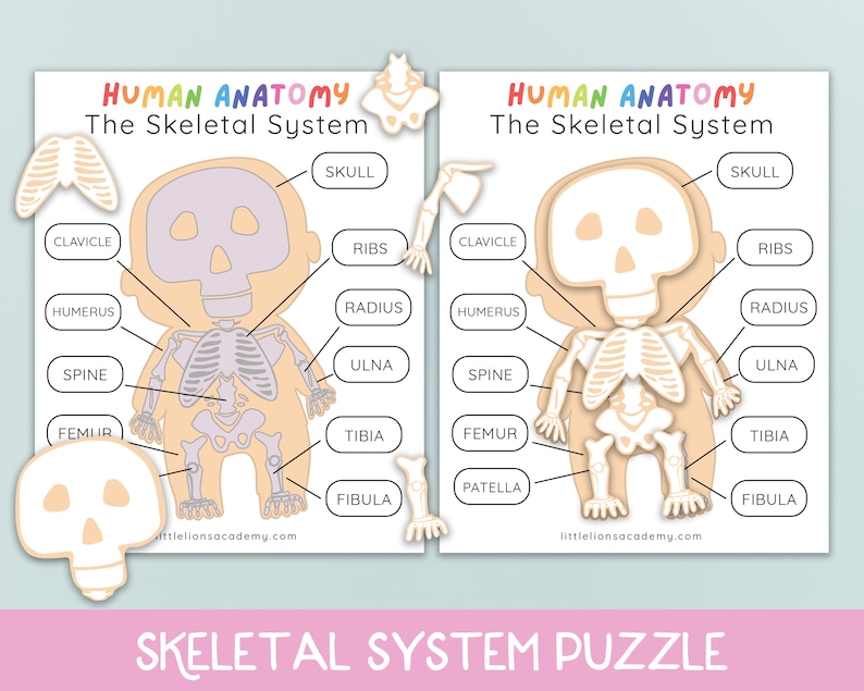 Skeletal System Puzzle, Human Anatomy Activity, Homeschool Curriculum ...