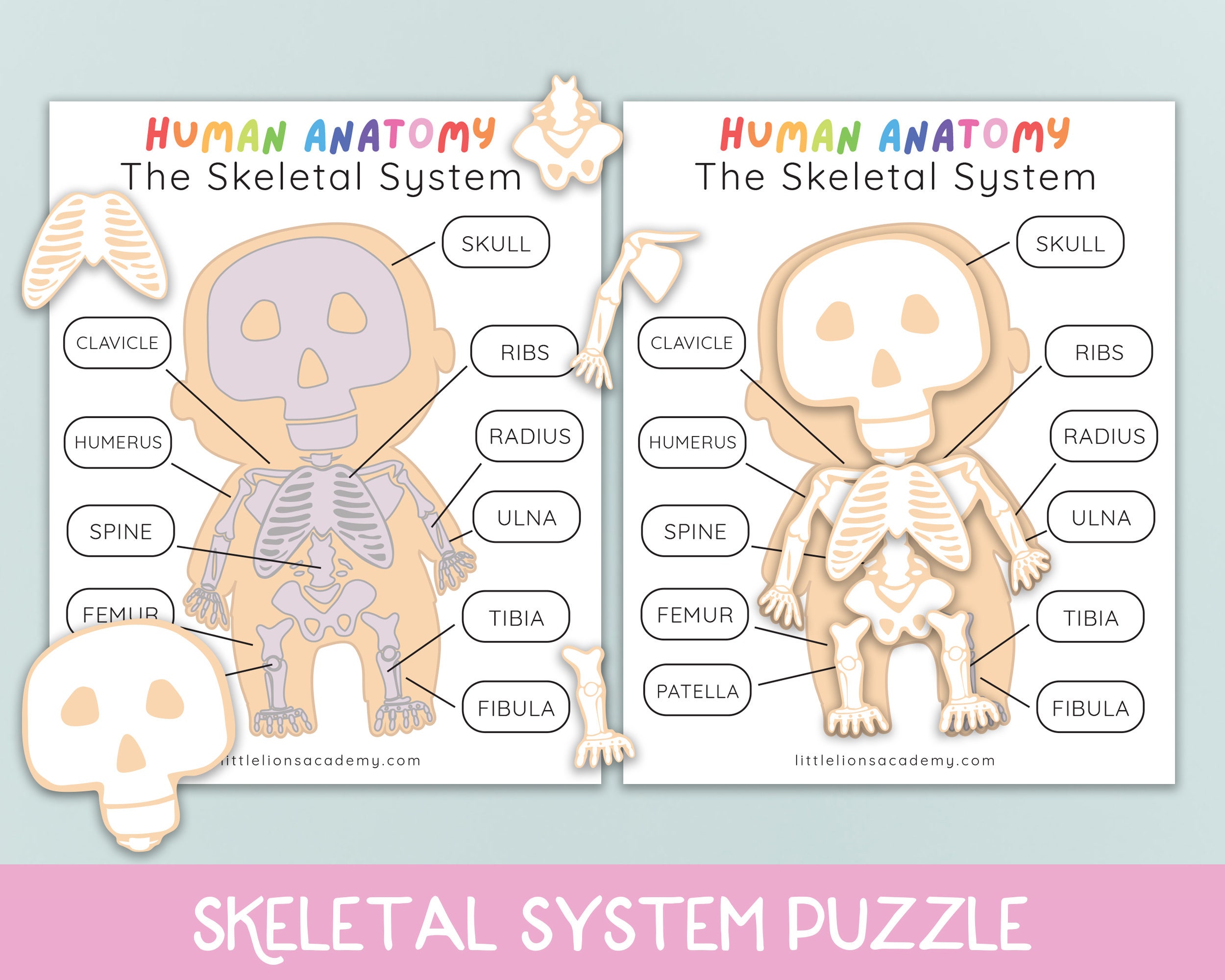 Skeletal System Puzzle, Human Anatomy Activity, Homeschool Curriculum ...