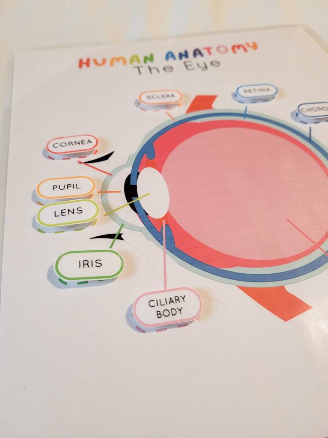 Eye Anatomy Kids Printable Human Anatomy Activity Preschool - Etsy Canada