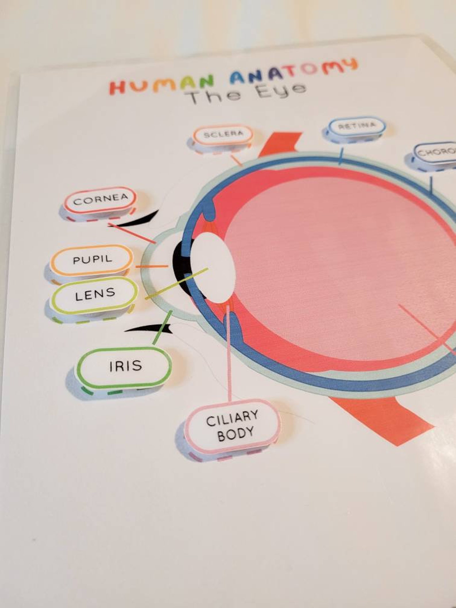 Eye Anatomy Kids Printable, Human Anatomy Activity, Preschool Science ...