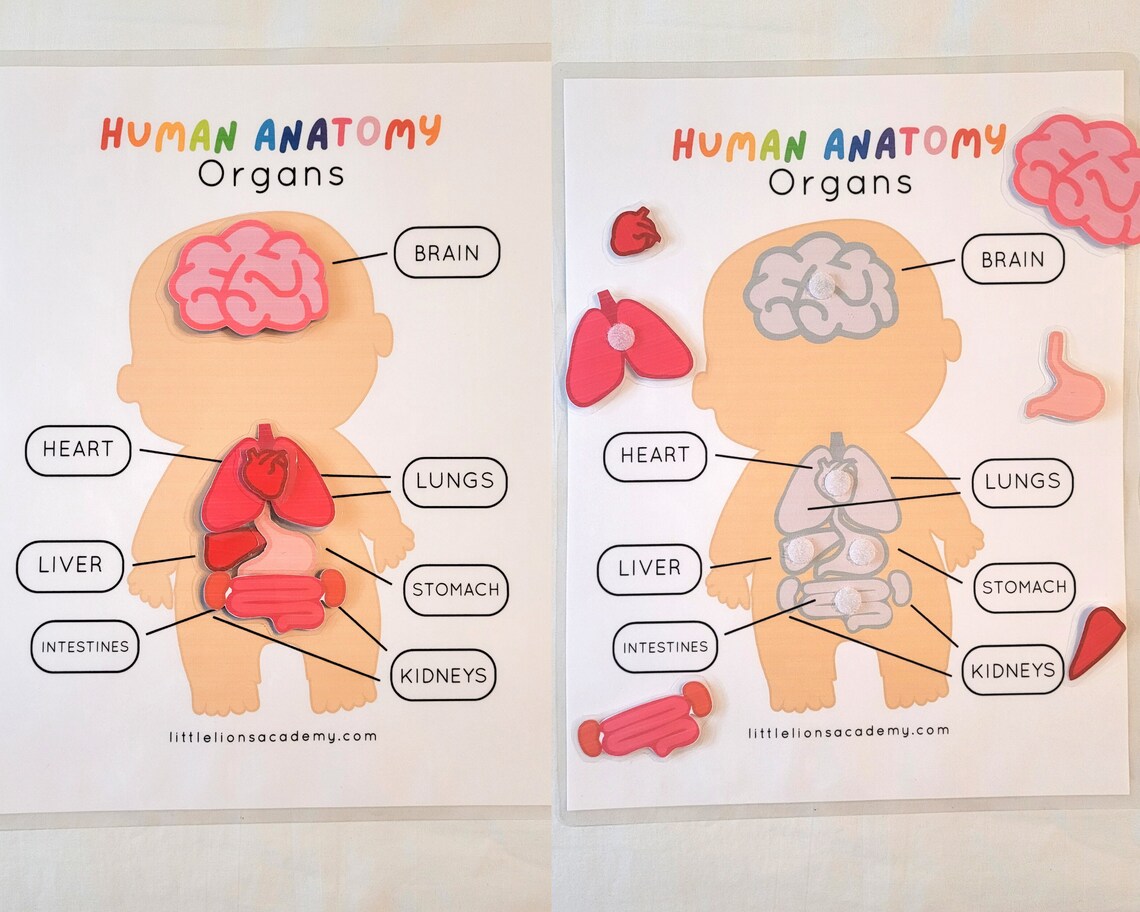 Human Organs Game Human Anatomy Activity Homeschool - Etsy Canada