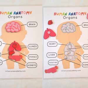 Human Organs Game, Human Anatomy Activity, Homeschool Curriculum, Busy ...
