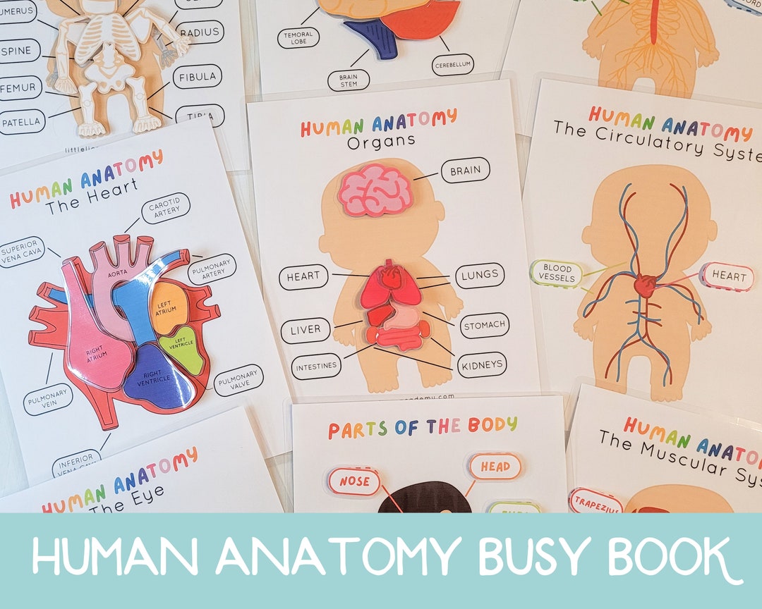 Human Anatomy Busy Book Printable, Human Body Poster, Anatomy Printable ...