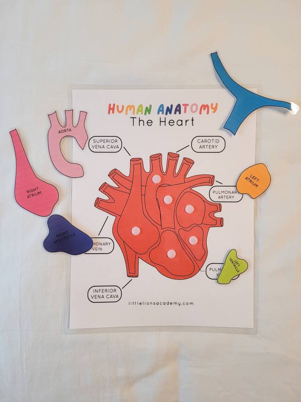 Heart Anatomy Puzzle Heart Anatomy Printable Activity Human | Etsy New ...