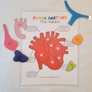Heart Anatomy Puzzle, Heart Anatomy Printable Activity, Human Body Game ...