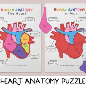 Heart Anatomy Puzzle, Heart Anatomy Printable Activity, Human Body Game ...