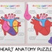 Heart Anatomy Puzzle, Heart Anatomy Printable Activity, Human Body Game ...