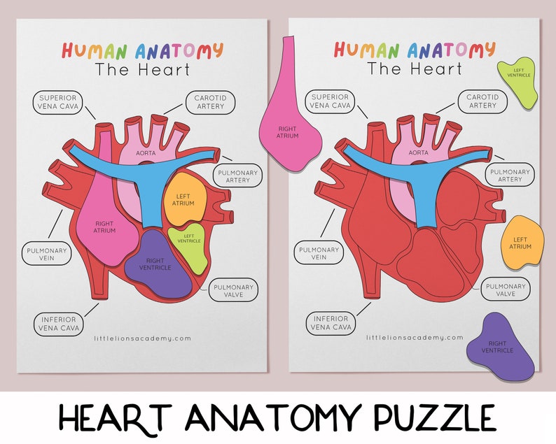 Heart Anatomy Puzzle, Heart Anatomy Printable Activity, Human Body Game ...
