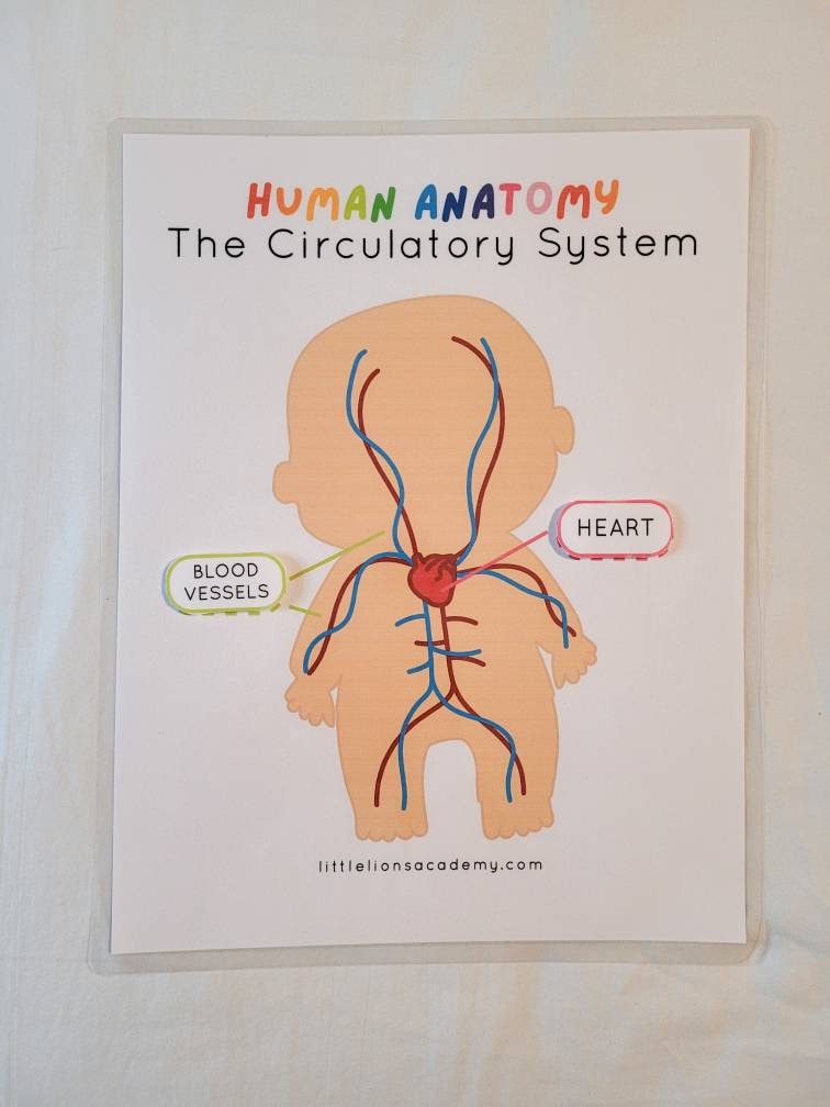 Human Anatomy Busy Book Printable Human Body Poster Anatomy | Etsy Canada