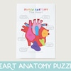 Human Anatomy, Busy Book, Human Body Game, Brain Anatomy, Homeschool ...