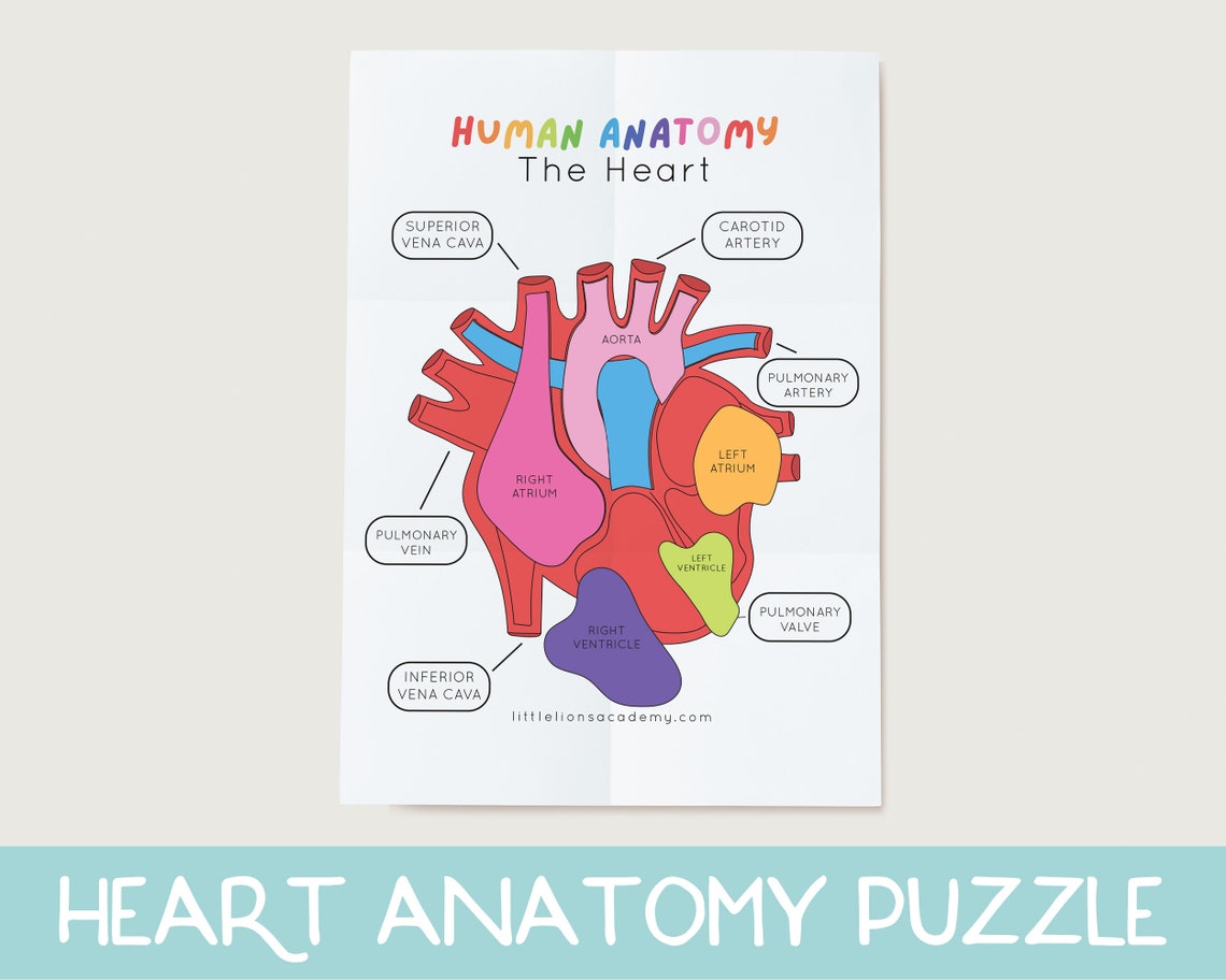 Heart Anatomy Puzzle, Heart Anatomy Printable Activity, Human Body Game ...