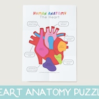 Heart Anatomy - Etsy
