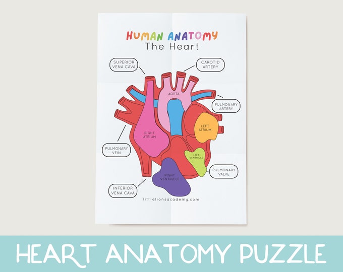 Heart Anatomy Puzzle Heart Anatomy Printable Activity Human - Etsy Canada