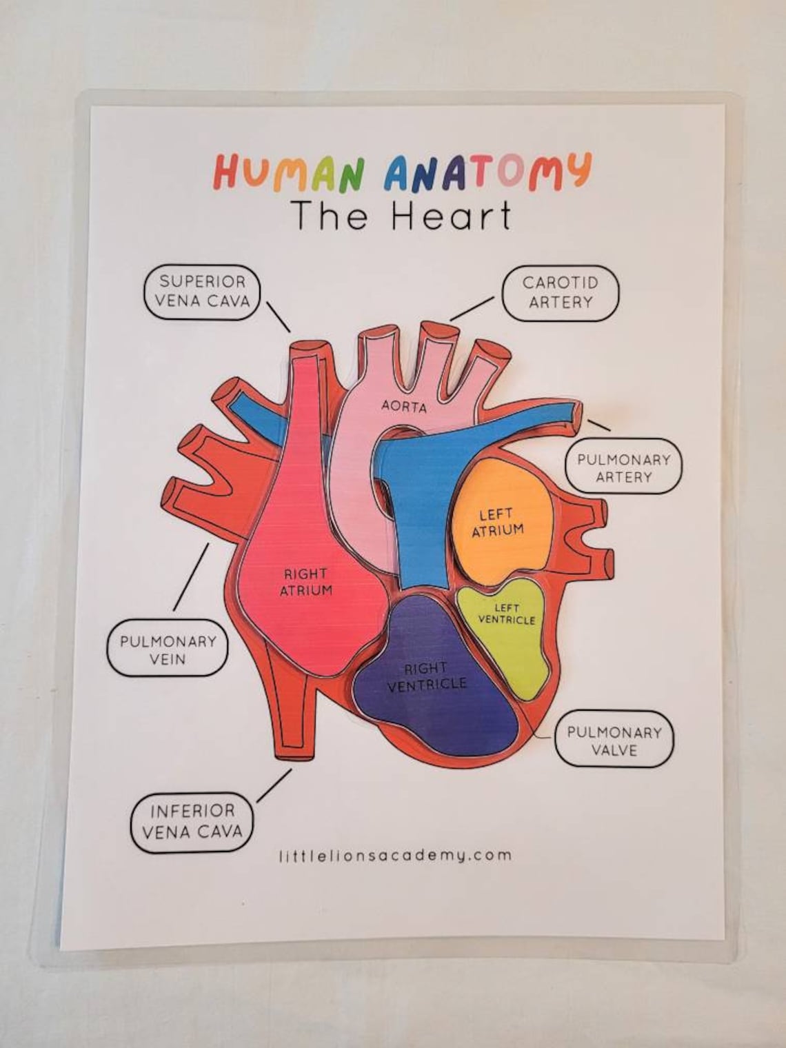 Heart Anatomy Puzzle, Heart Anatomy Printable Activity, Human Body Game ...