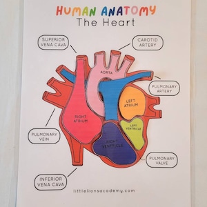 Heart Anatomy Puzzle, Heart Anatomy Printable Activity, Human Body Game ...