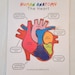 Human Anatomy, Busy Book, Human Body Game, Brain Anatomy, Homeschool ...