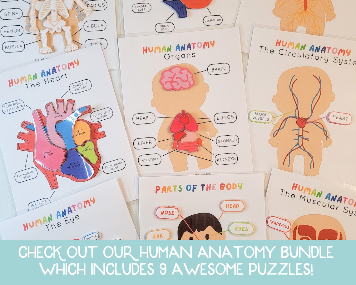 Brain Anatomy Puzzle, Brain Anatomy Printable Activity, Human Body Game ...