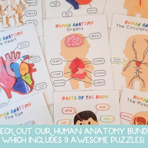 Brain Anatomy Puzzle, Brain Anatomy Printable Activity, Human Body Game ...