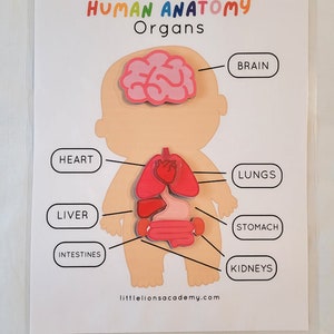 Human Organs Game, Human Anatomy Activity, Homeschool Curriculum, Busy ...