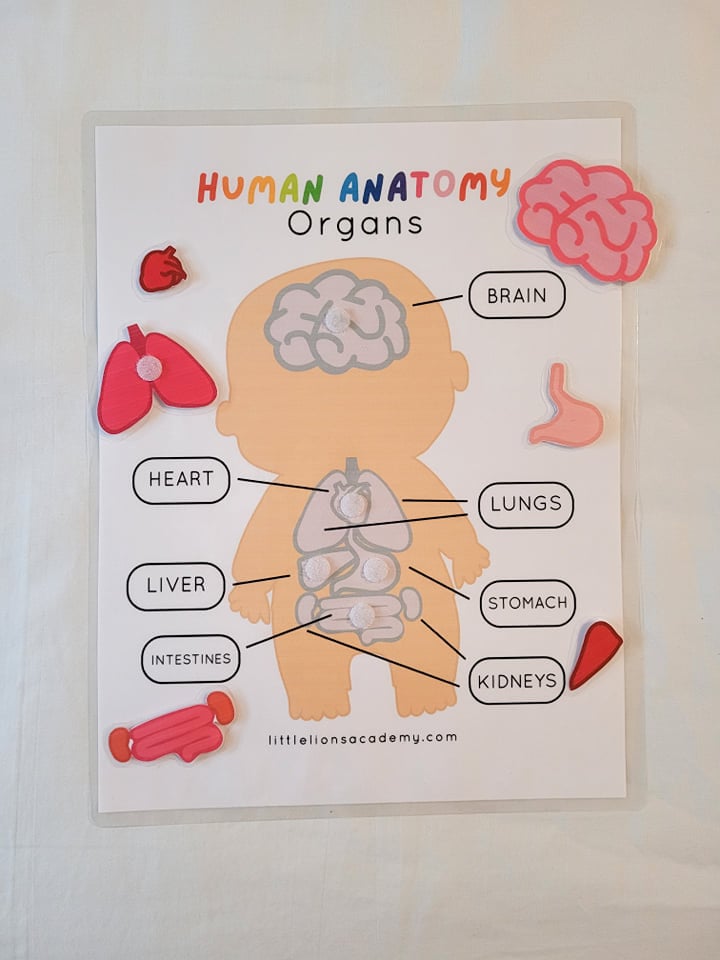 Human Organs Game Human Anatomy Activity Homeschool - Etsy