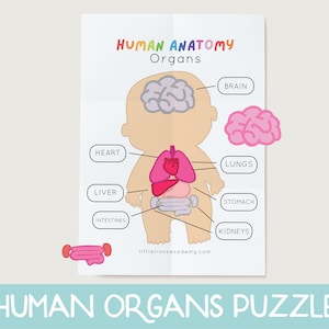 Human Organs Game, Human Anatomy Activity, Homeschool Curriculum, Busy ...