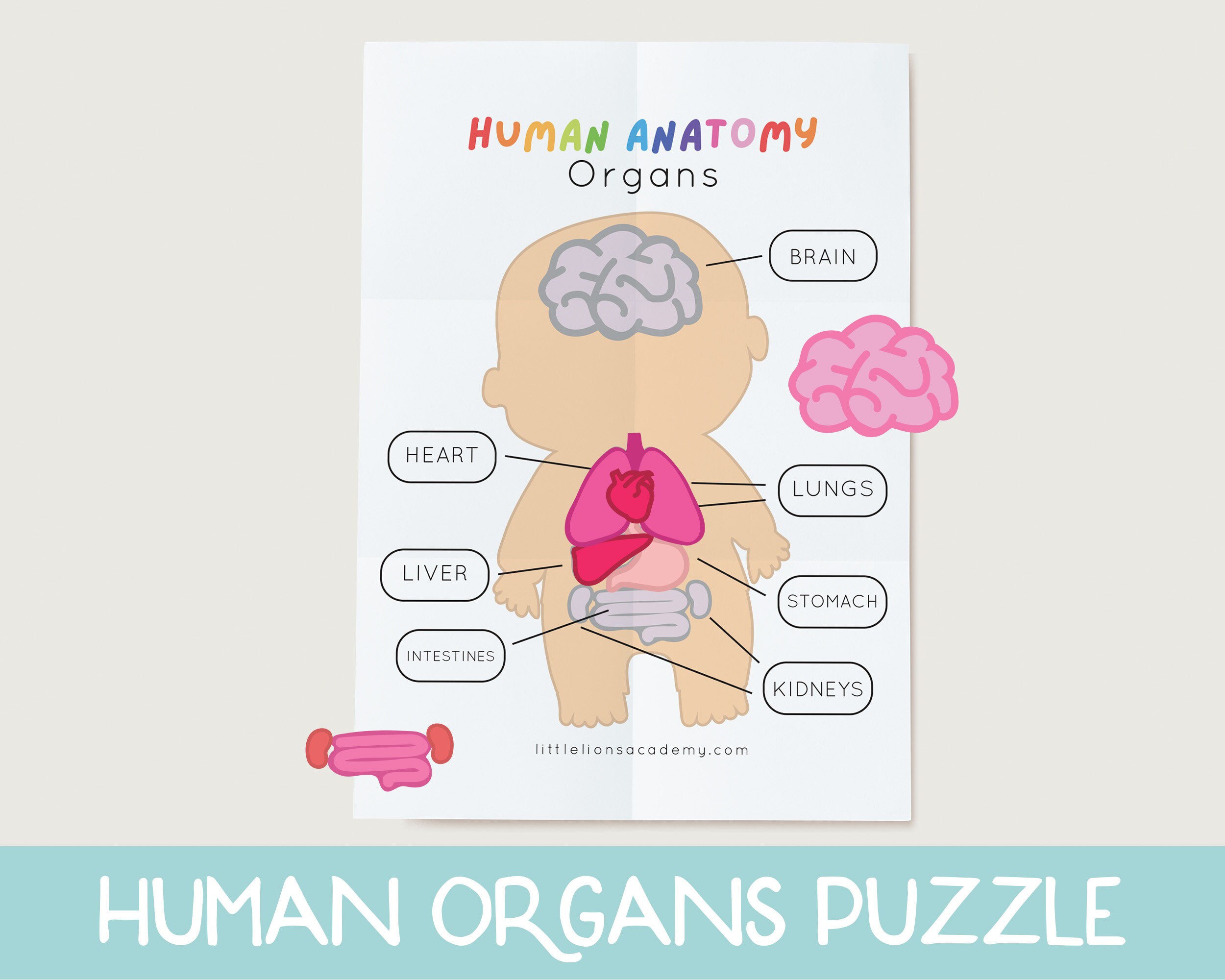 Human Organs Game Human Anatomy Activity Homeschool - Etsy Canada