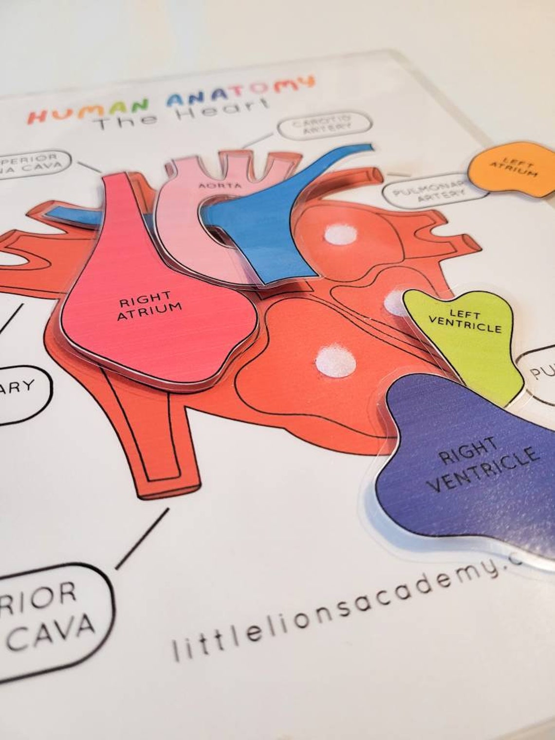 Heart Anatomy Puzzle Heart Anatomy Printable Activity Human | Etsy New ...
