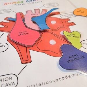 Heart Anatomy Puzzle, Heart Anatomy Printable Activity, Human Body Game ...