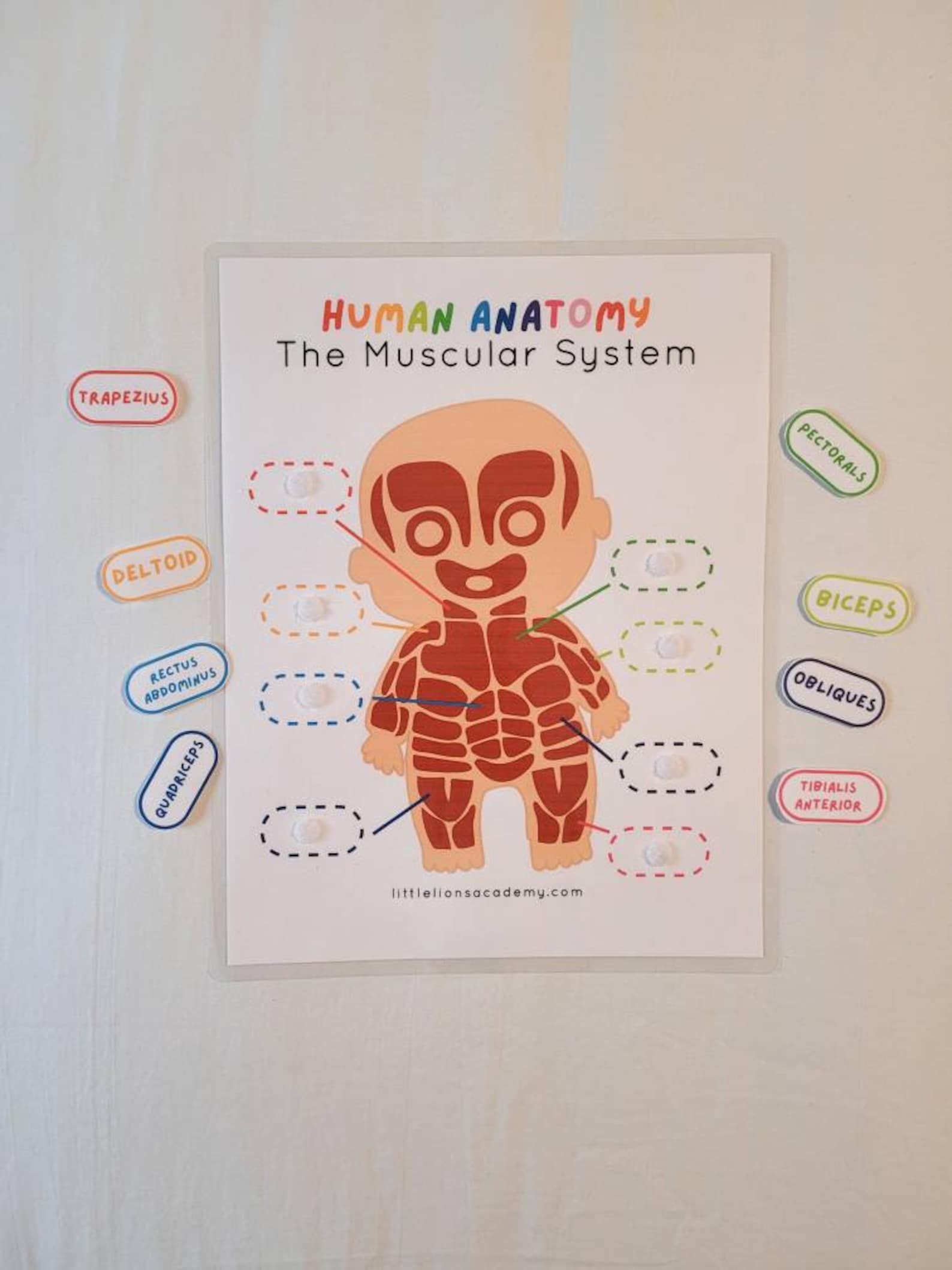 Human Anatomy, Busy Book, Human Body Game, Brain Anatomy, Homeschool ...