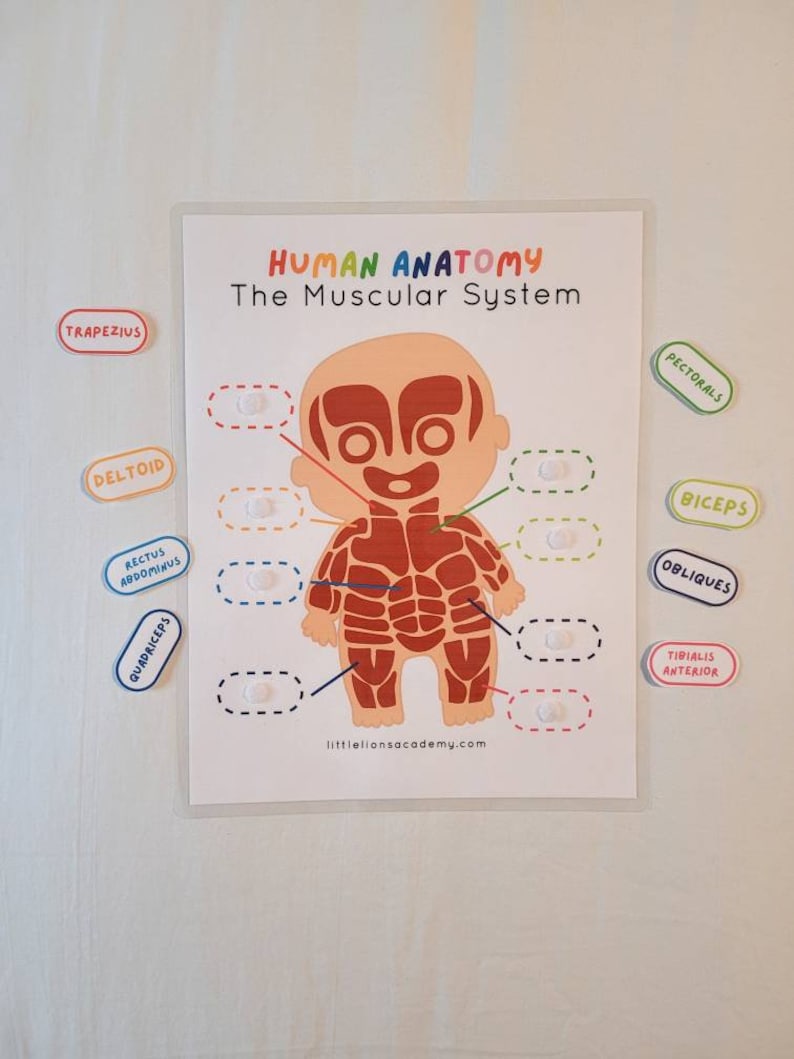 Human Anatomy, Busy Book, Human Body Game, Brain Anatomy, Homeschool ...