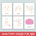Human Anatomy Flash Cards, Brain Anatomy, Homeschool Curriculum, Heart ...