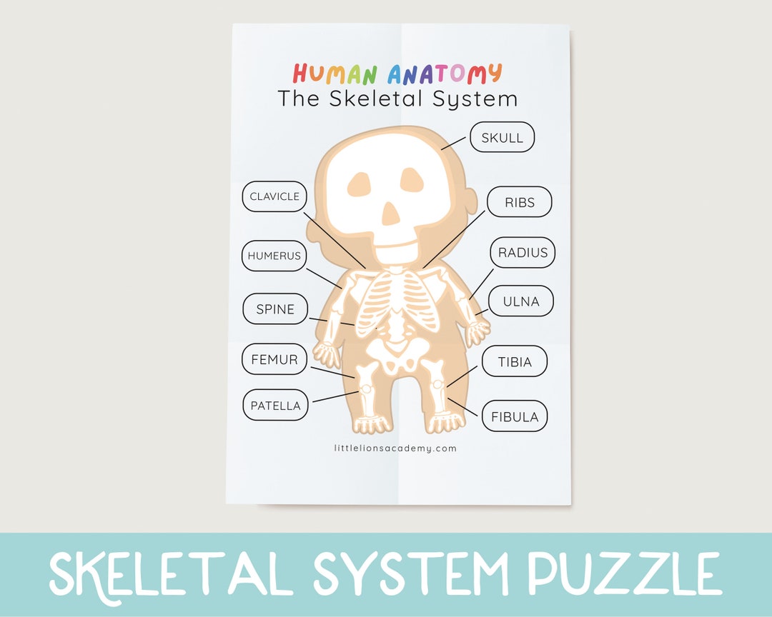 Skeletal System Puzzle, Human Anatomy Activity, Homeschool Curriculum ...