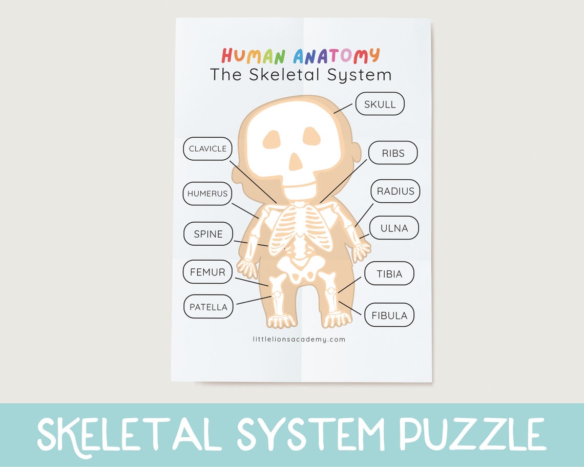 Skeletal System Puzzle Human Anatomy Activity Homeschool - Etsy Canada