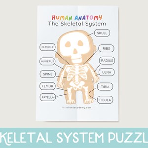Skeletal System Puzzle, Human Anatomy Activity, Homeschool Curriculum ...