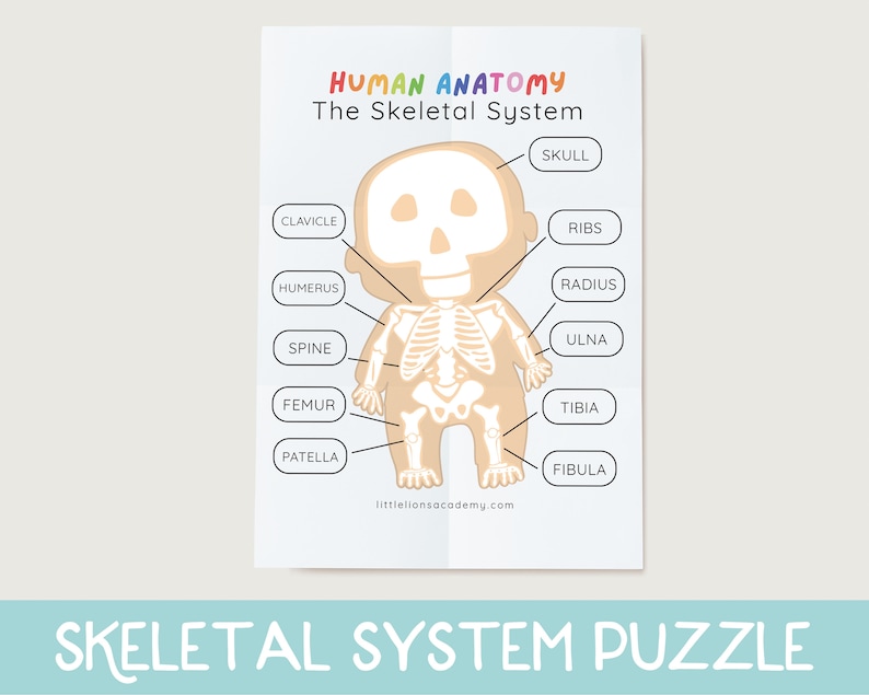 Skeletal System Puzzle, Human Anatomy Activity, Homeschool Curriculum ...